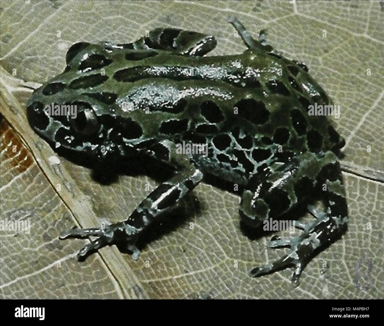 Kassina senegalensis hi-res stock photography and images - Alamy