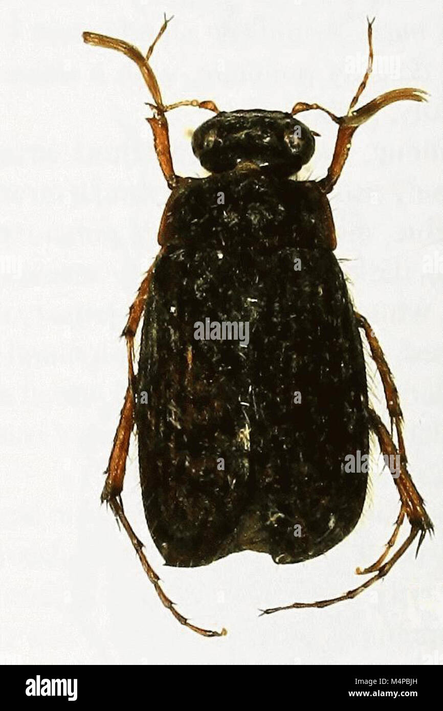 The Bonn Zoological Bulletin features research on Serica chinhillensis ...