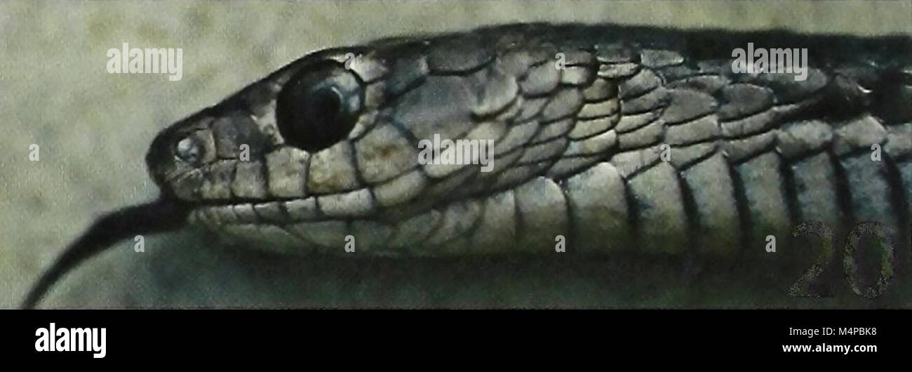 Thrasops occidentalis hi-res stock photography and images - Alamy