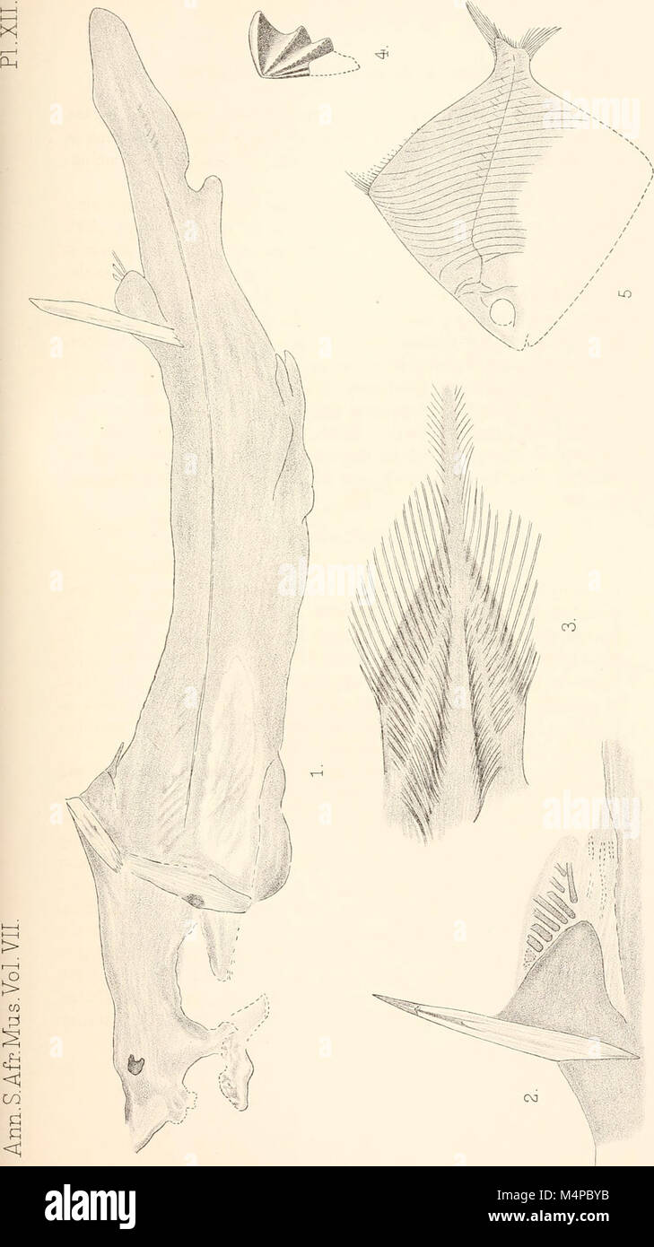 Annals of the South African Museum. Annale van die Suid-Afrikaanse ...