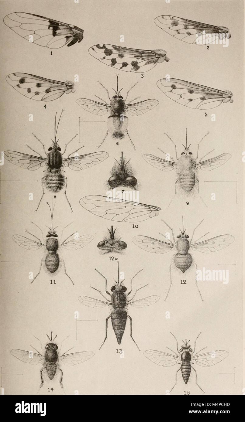 Annals of the South African Museum. Annale van die Suid-Afrikaanse ...