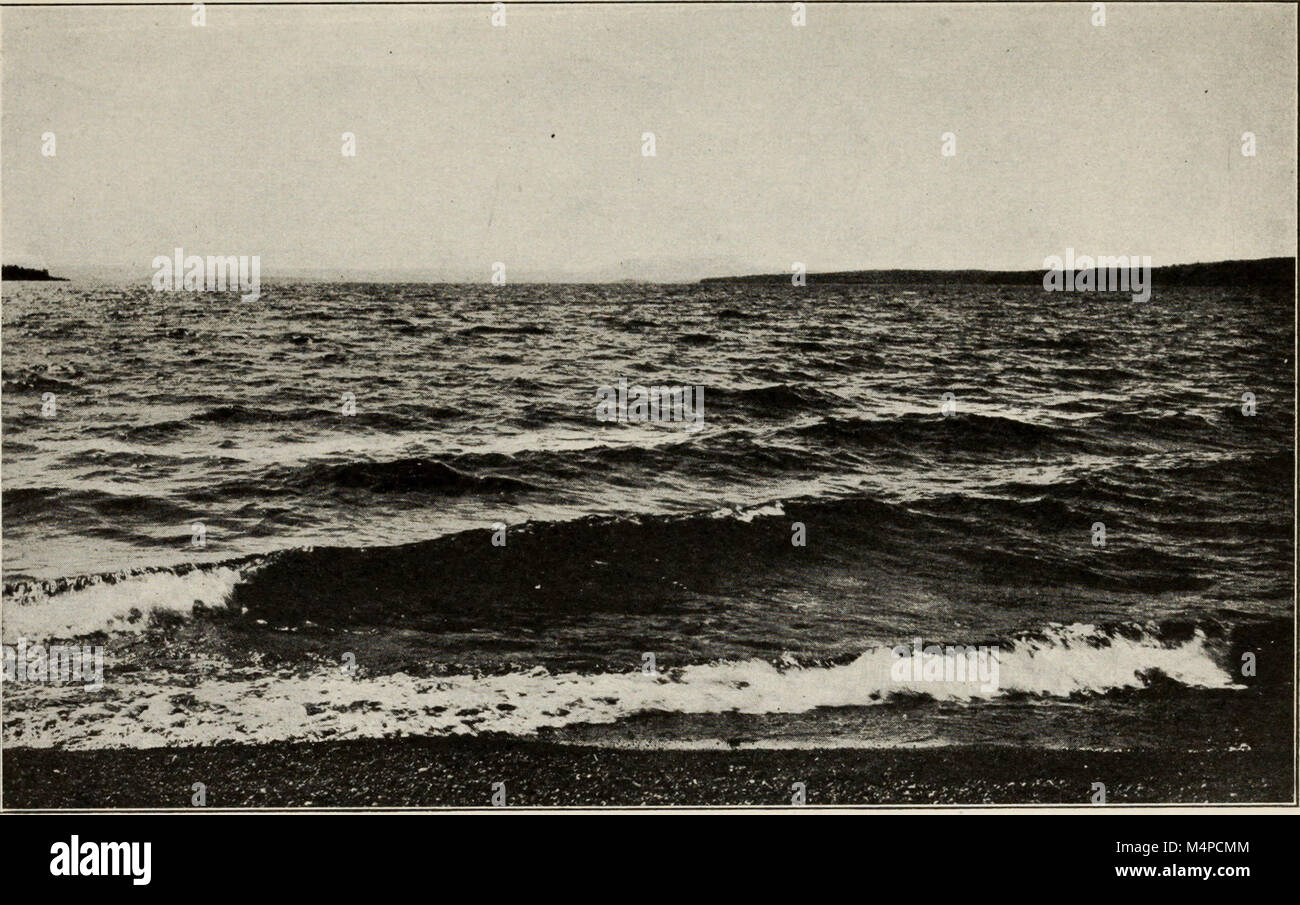 This 1909 book focuses on the history, characteristics, and behaviors ...