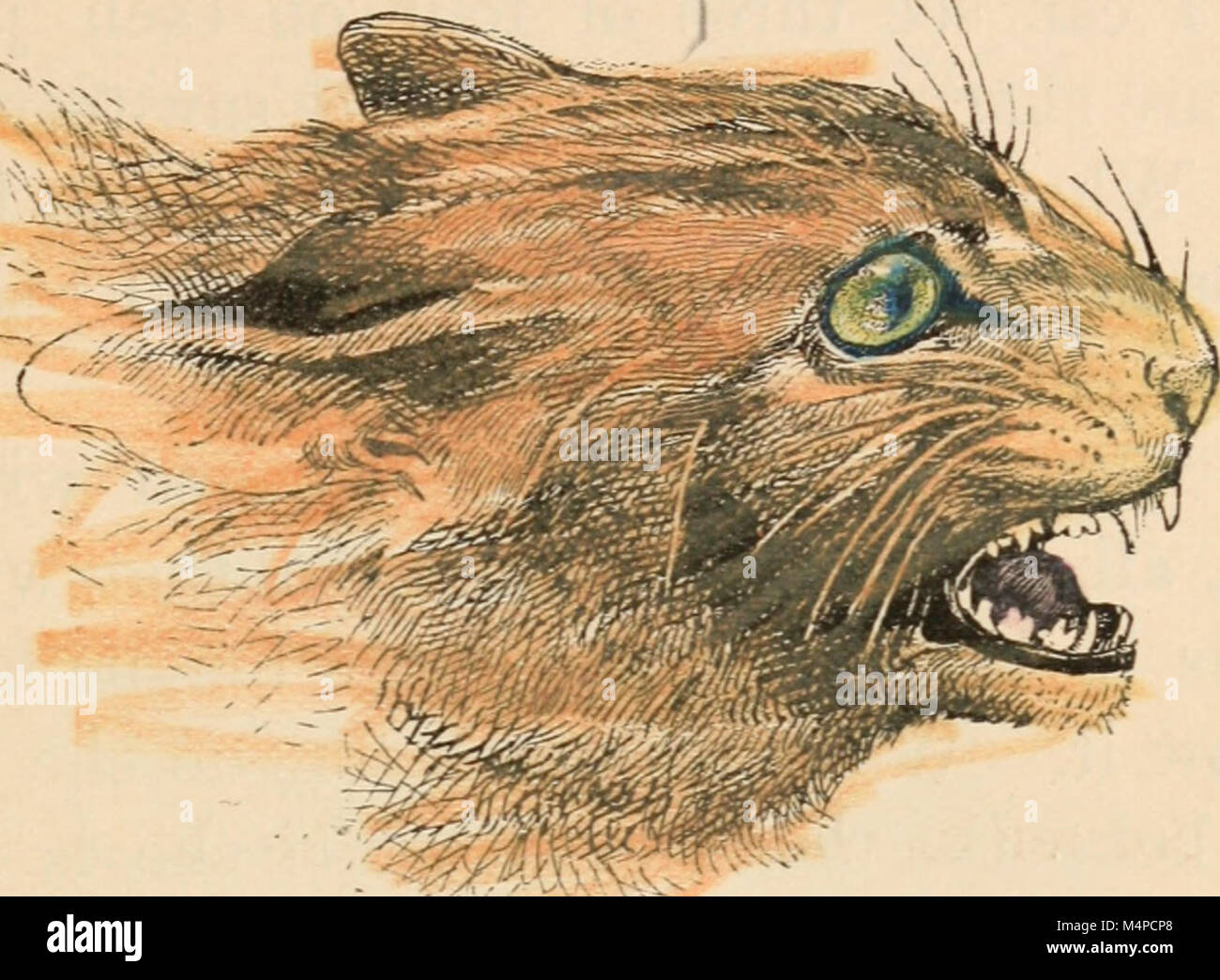 This book for children features stories and illustrations of cats, dogs ...