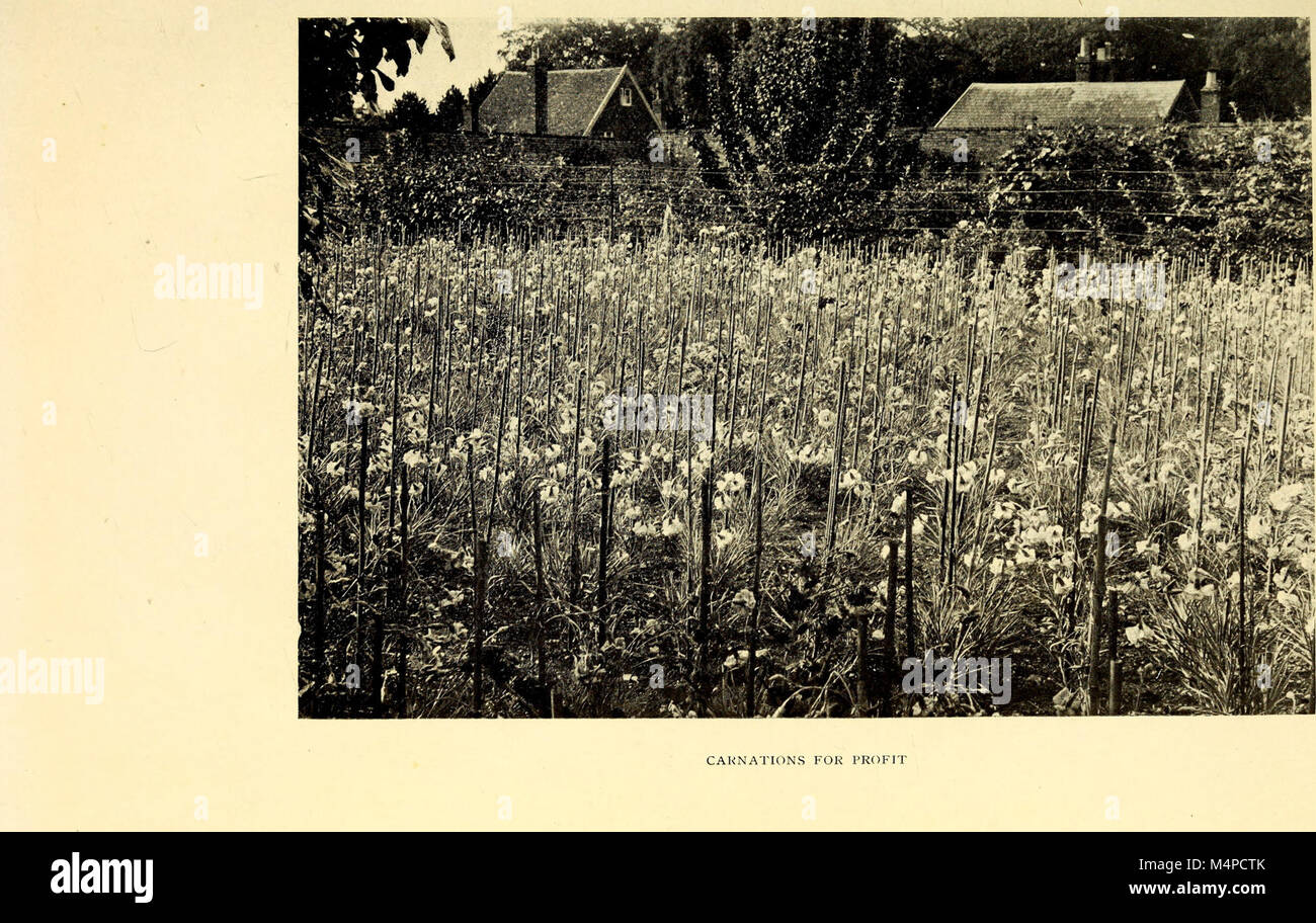 The 1906 'Book of Market Gardening' provides practical guidance on ...
