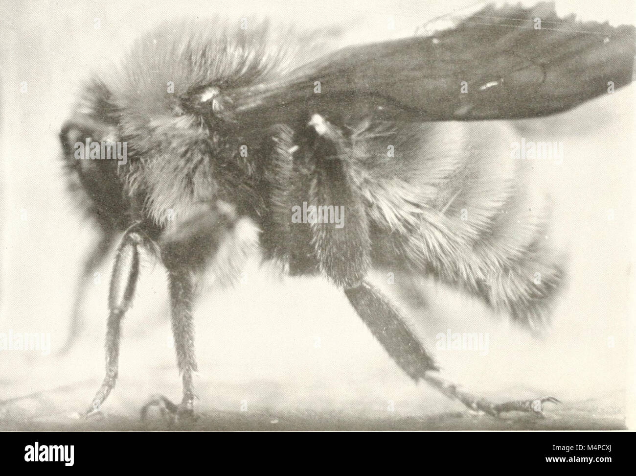 This 1914 book features various mythical and real monsters from ...