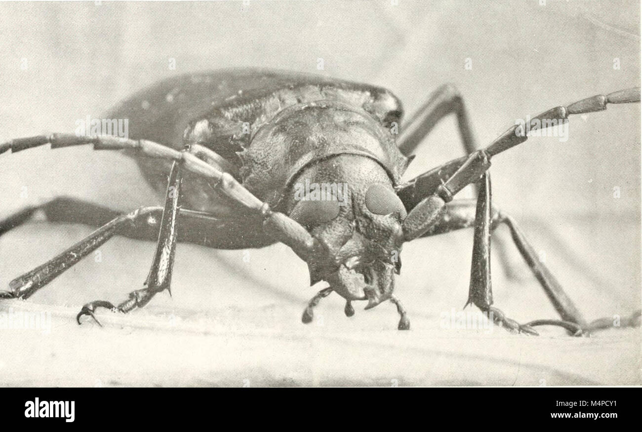 The *Book of Monsters* (1914) features various mythological and ...