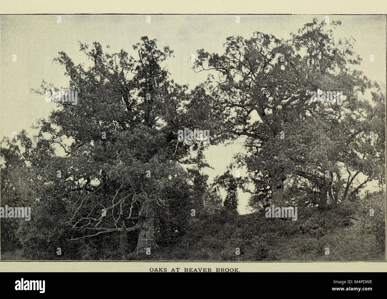 The 1896 Boston Park Guide provides detailed information about the ...