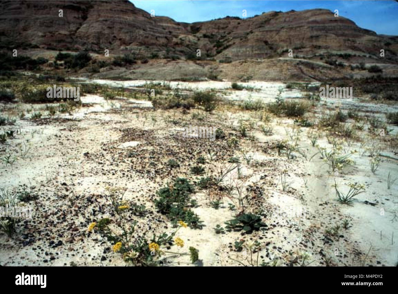 Botanical and vegetation survey of Carter County, Montana, Bureau of ...