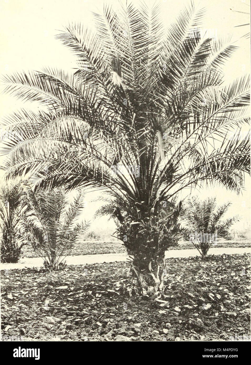 Botanical characters of the leaves of the date palm used in ...