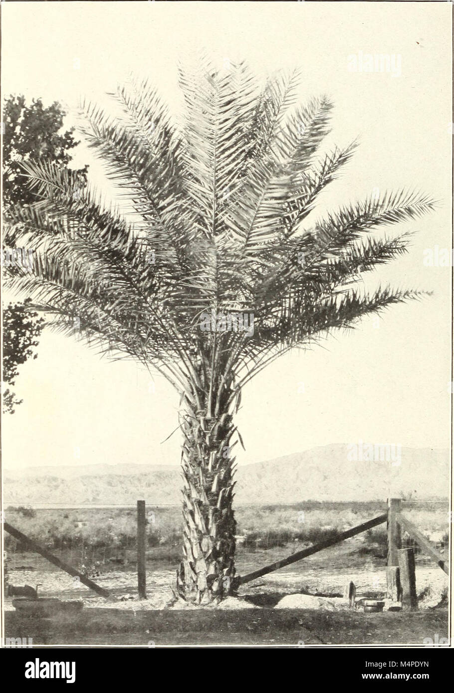 This 1915 study focuses on the botanical characteristics of date palm ...
