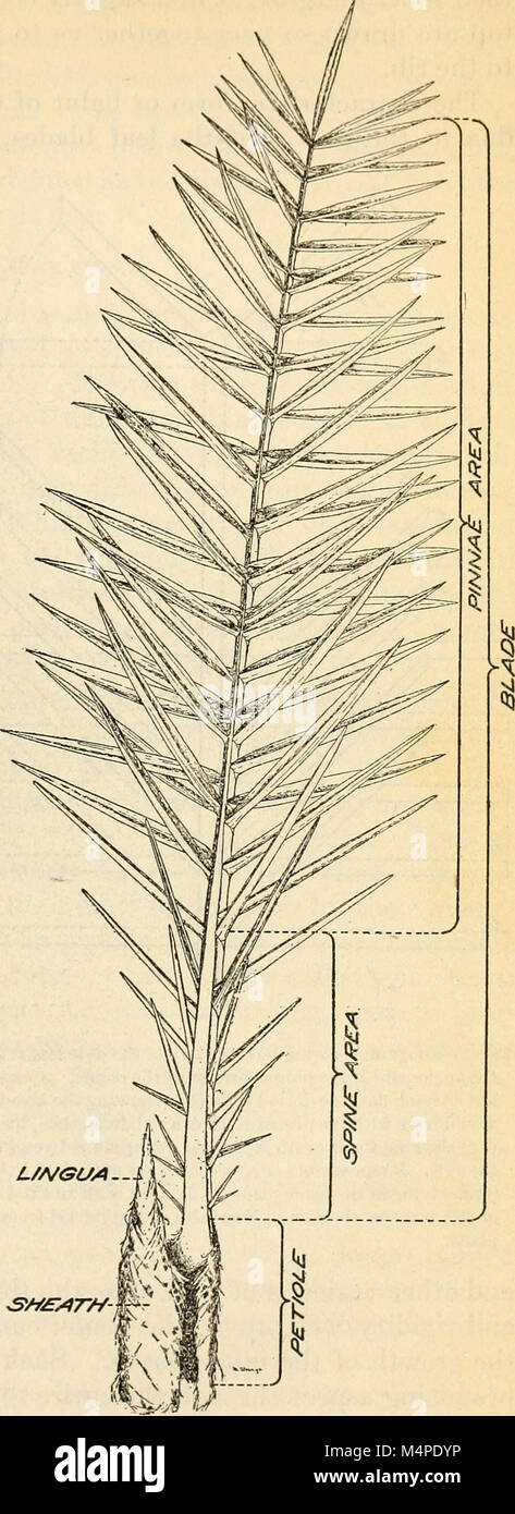 This 1915 study examines the botanical characteristics of date palm ...