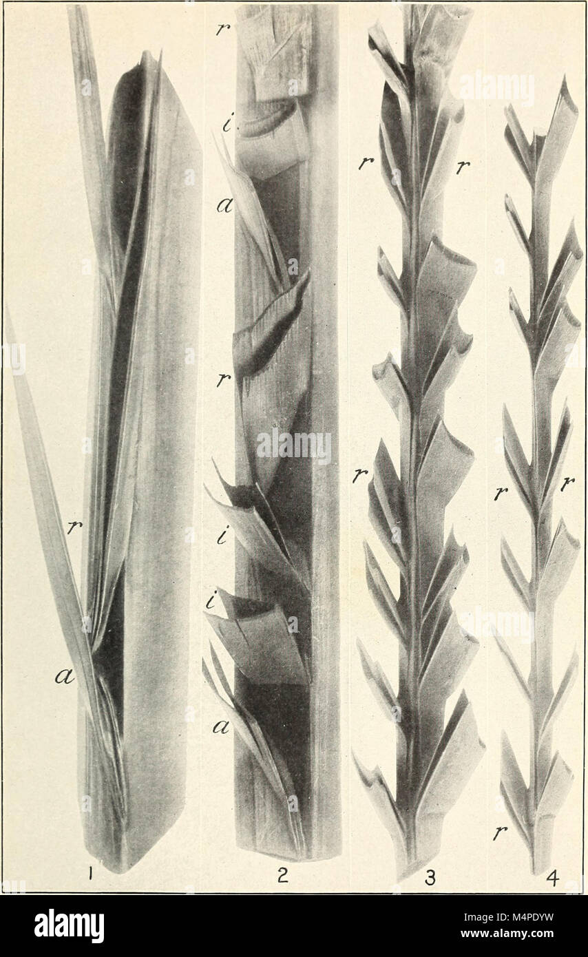 Botanical characters of the leaves of the date palm used in ...