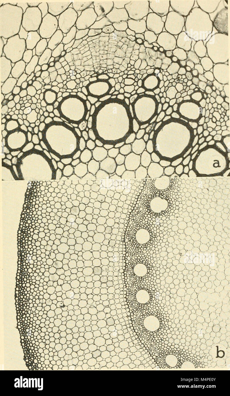 'Botanical Microtechnique' (1951) provides methods for preparing plant ...