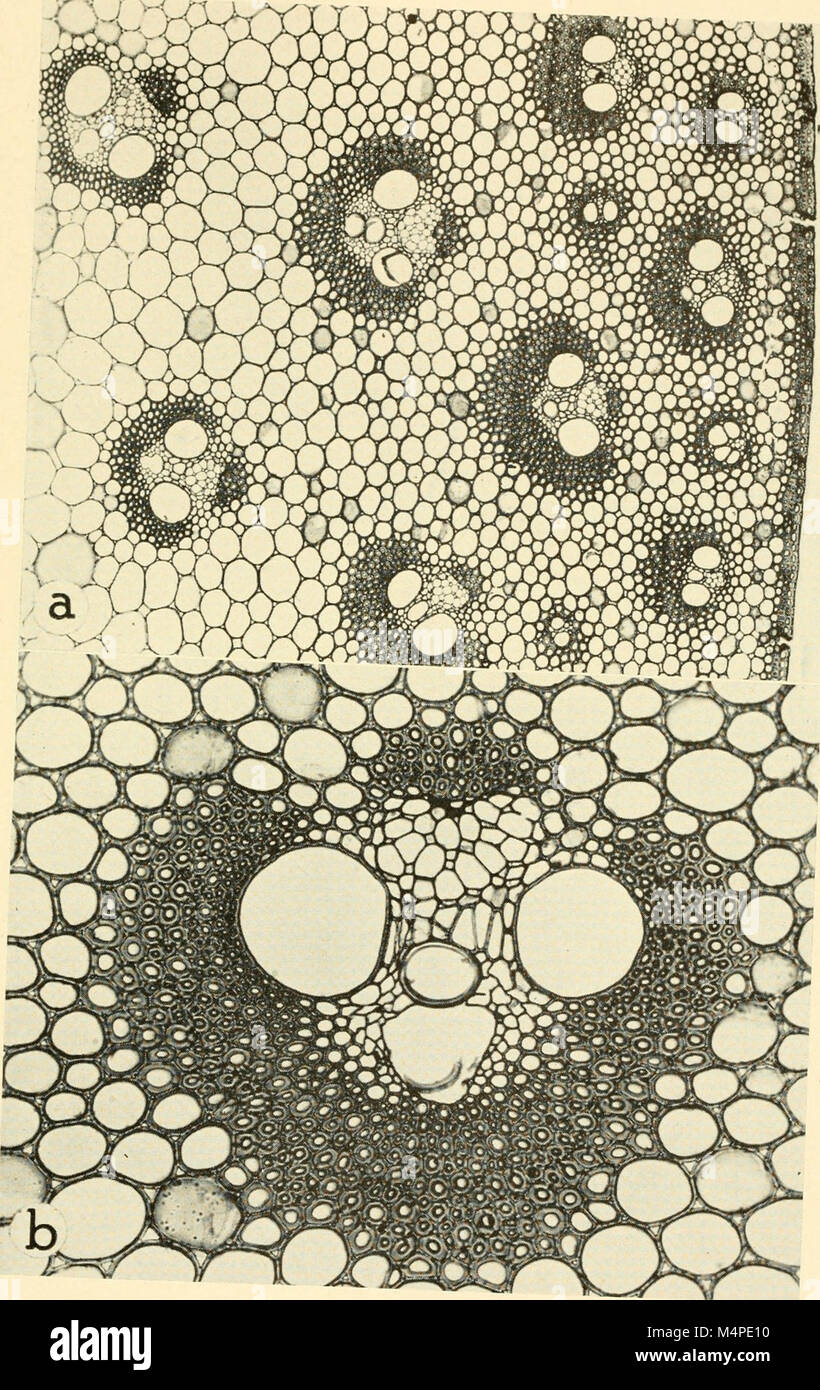 Botanical Microtechnique (1951) discusses the methods and techniques ...