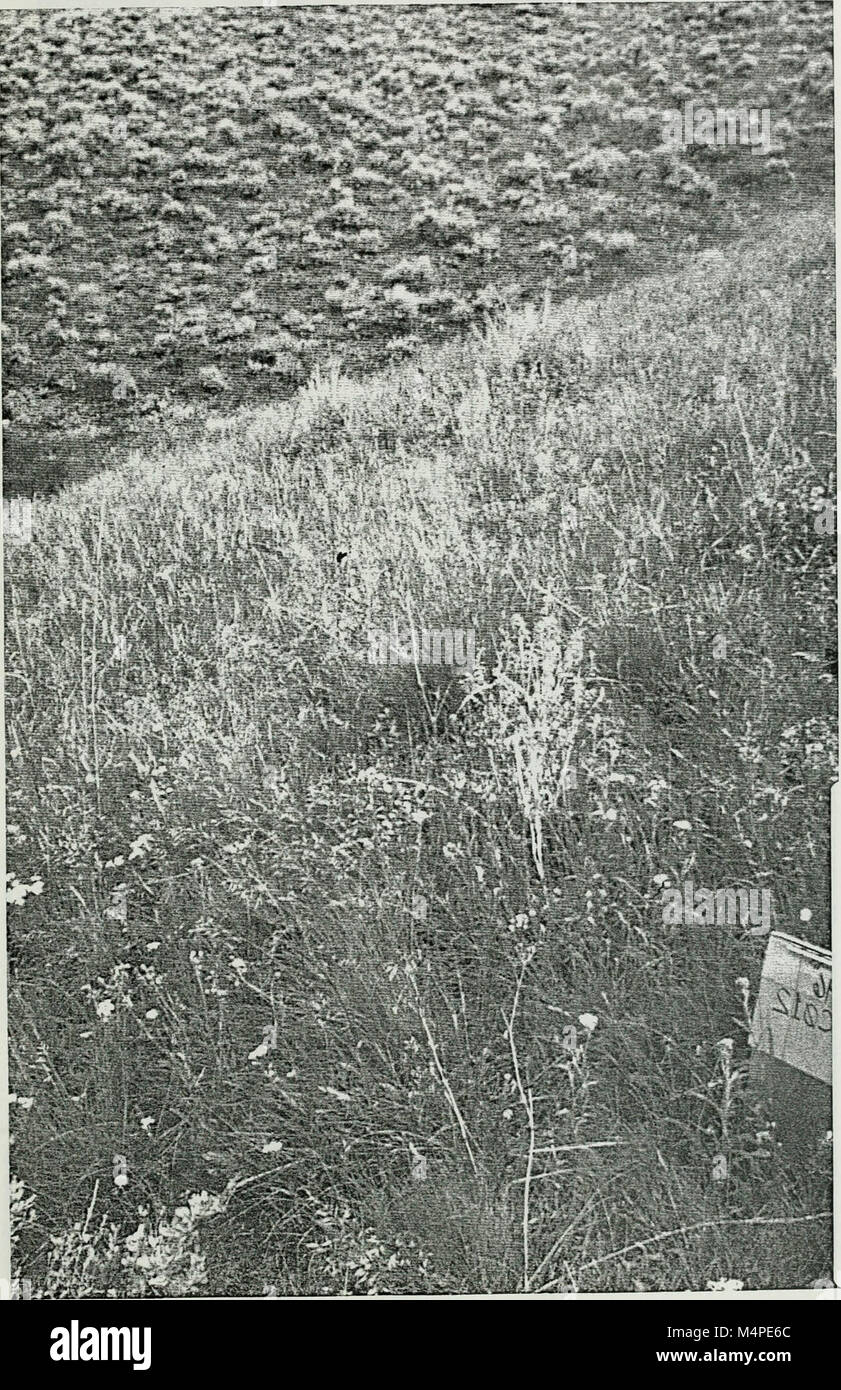 Botanical survey of the Ruby Range, Madison County, Montana, Dillon ...