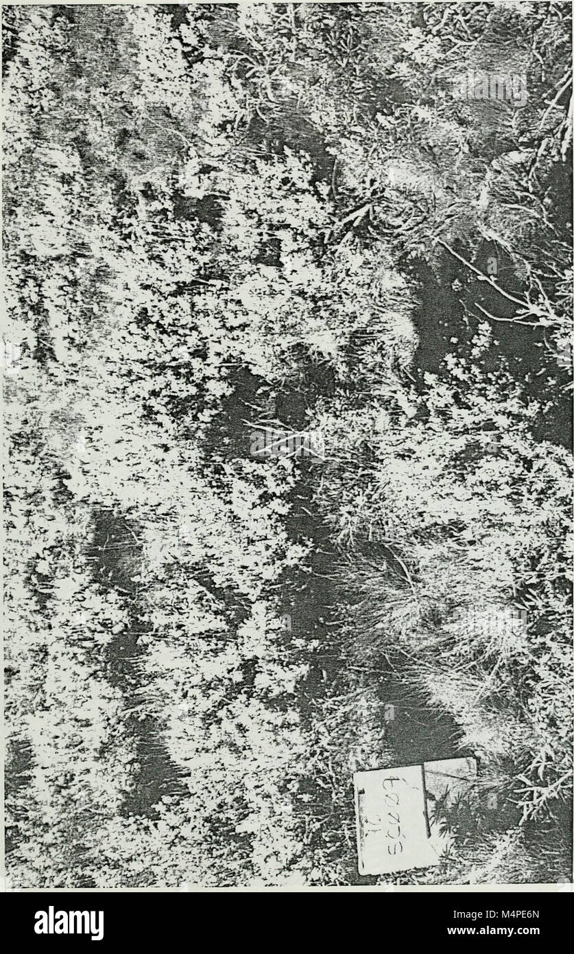 Botanical survey of the Ruby Range, Madison County, Montana, Dillon ...