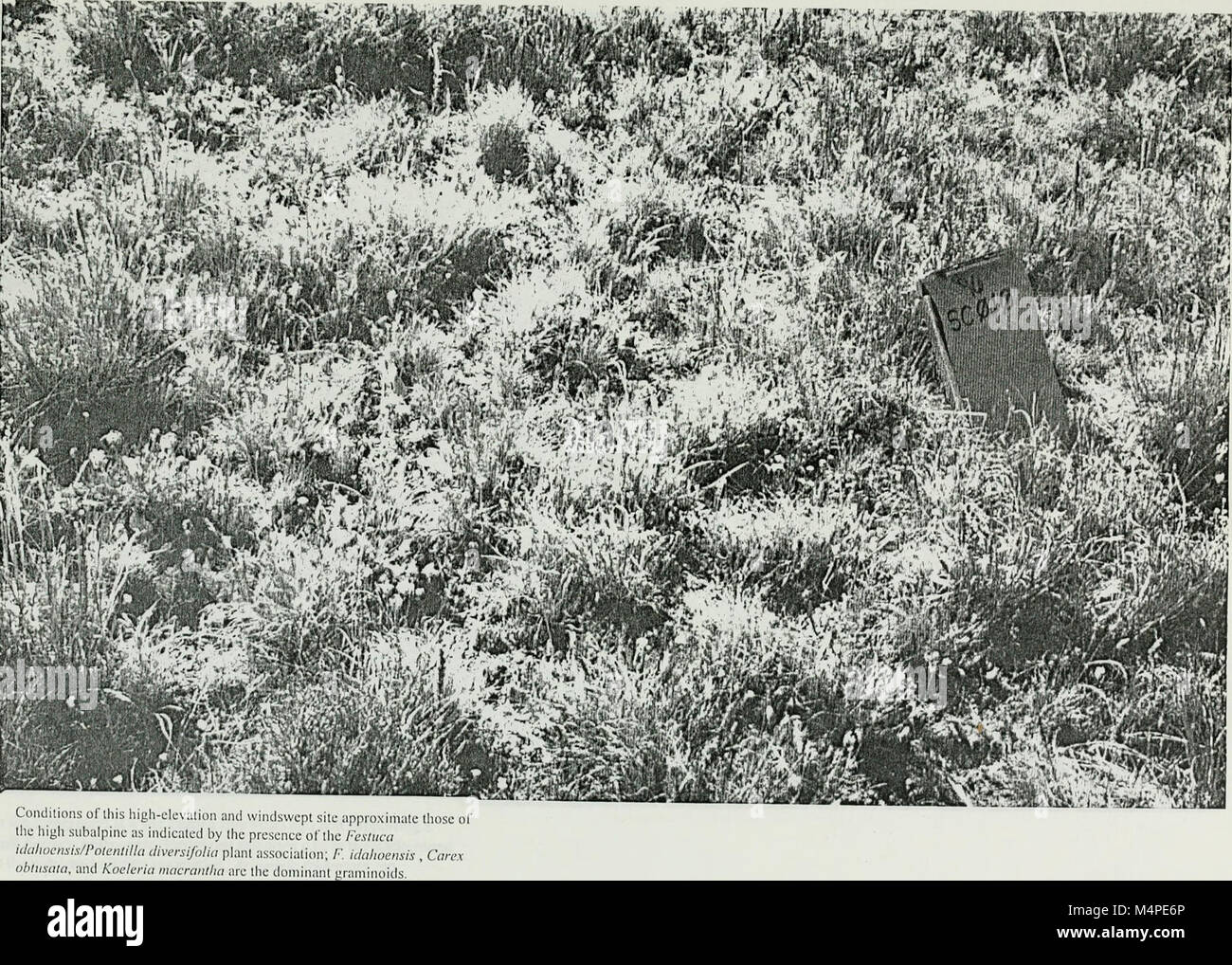 Botanical survey of the Ruby Range, Madison County, Montana, Dillon ...
