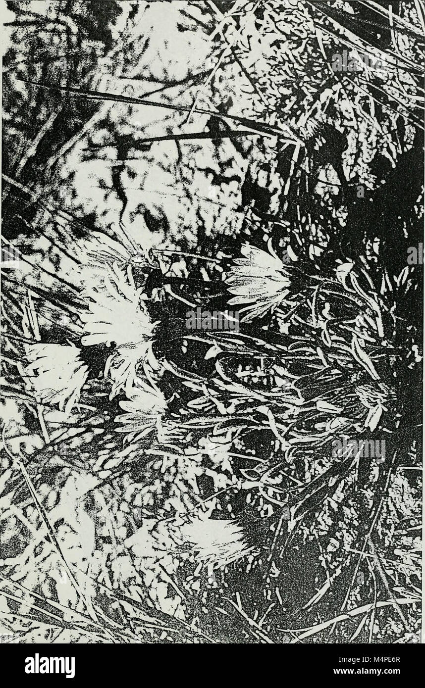 Botanical survey of the Ruby Range, Madison County, Montana, Dillon ...