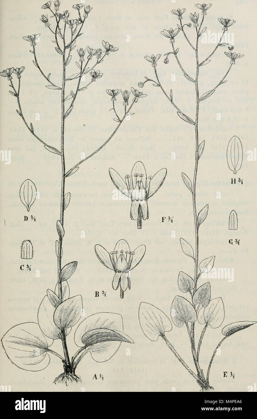 This botanical yearbook from 1881 provides in-depth research on plant ...