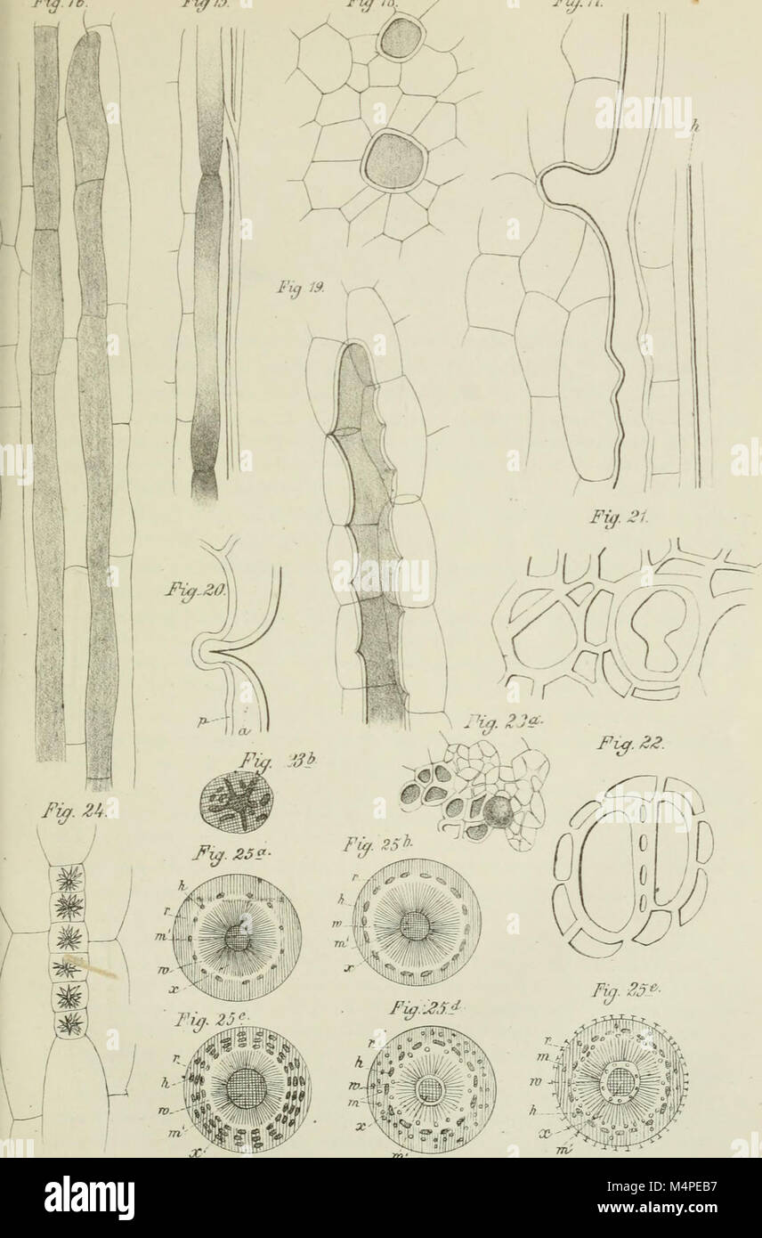 The 'Botanische JahrbÃ¼cher' (Botanical Yearbooks) starting in 1880 ...