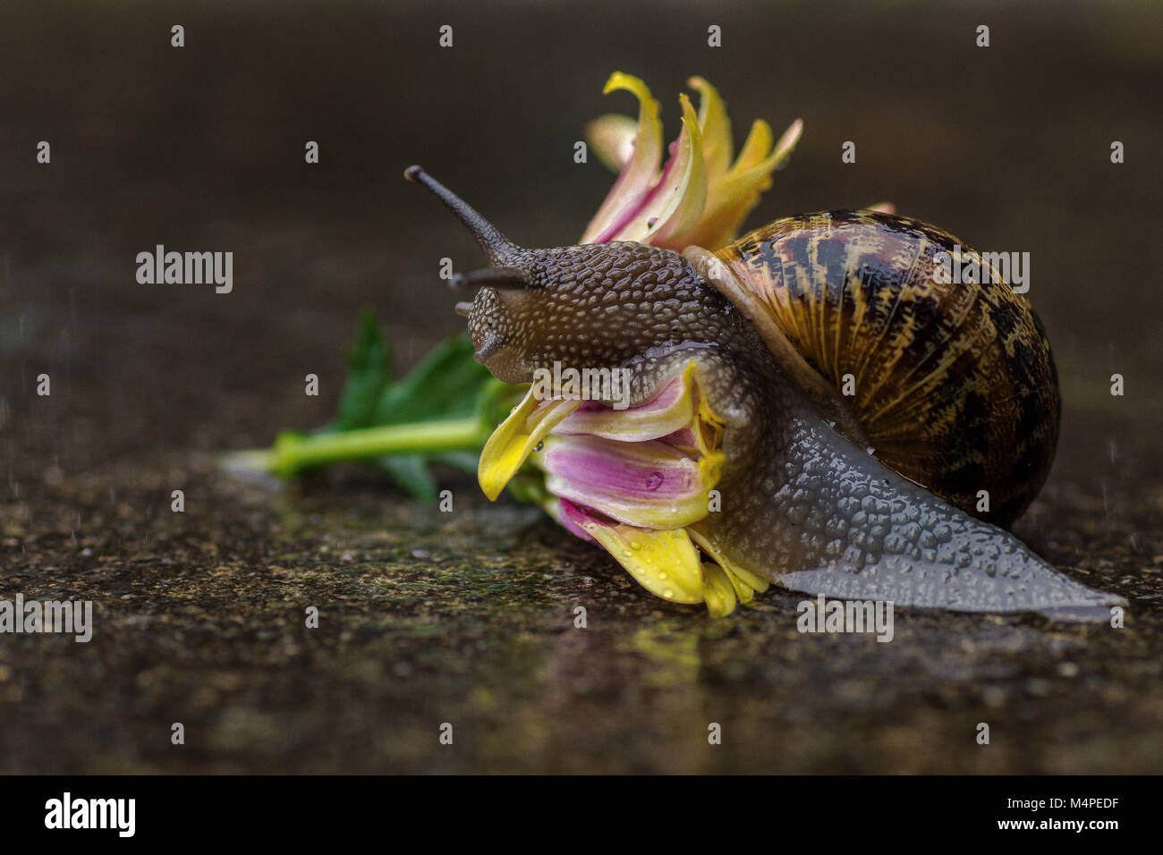 Land snail shell hi-res stock photography and images - Alamy
