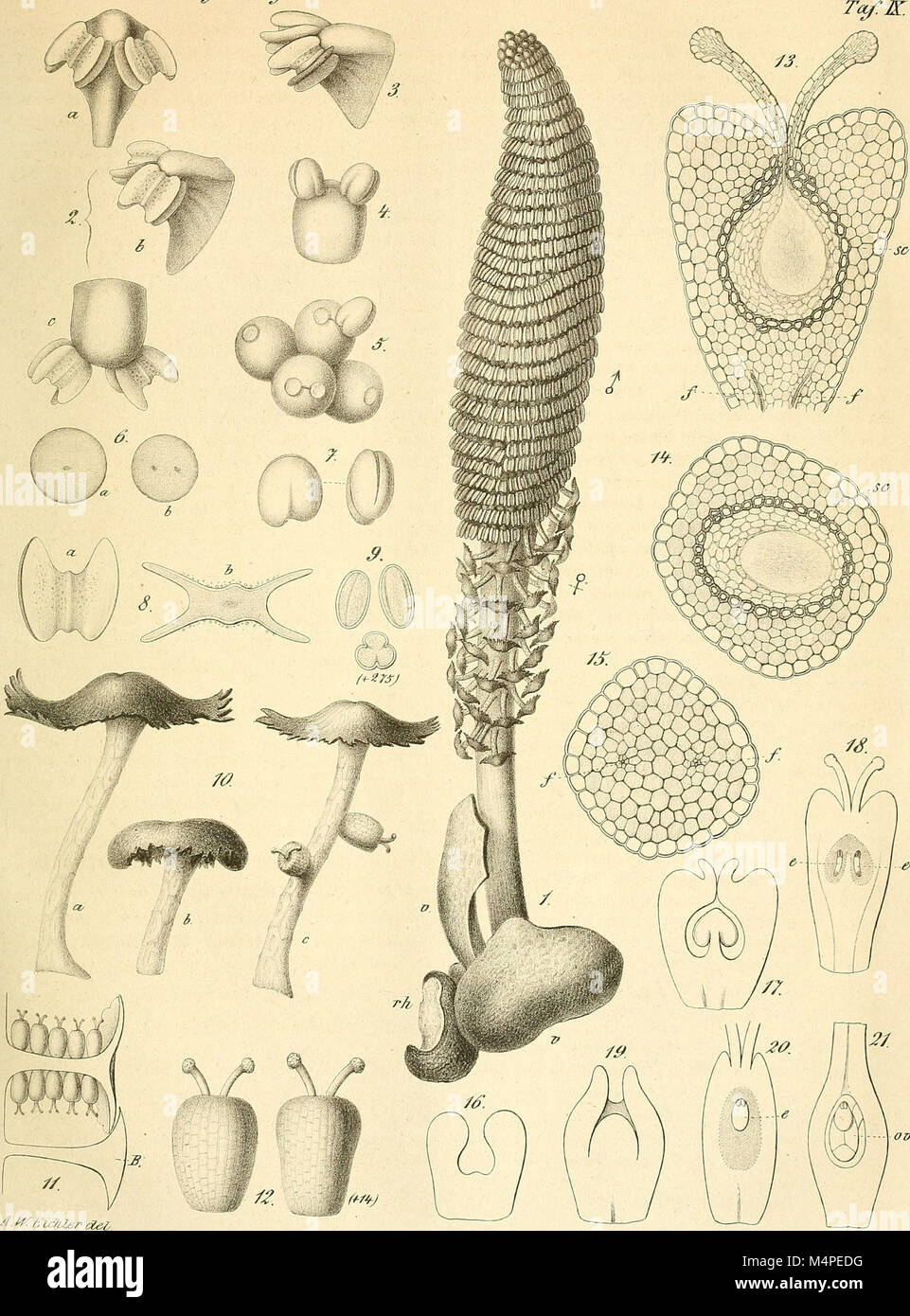 *Botanische Zeitung* (1843-1910) was a scientific journal dedicated to ...