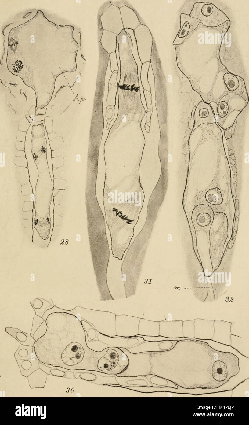 'Botanisk tidsskrift' is a botanical journal published from 1866 to ...
