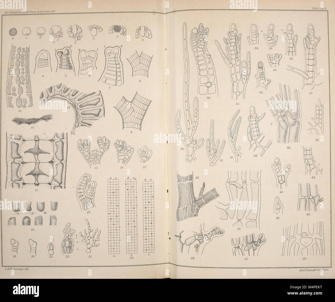 'Botanisk Tidsskrift' (1884) is a Danish botanical journal featuring ...
