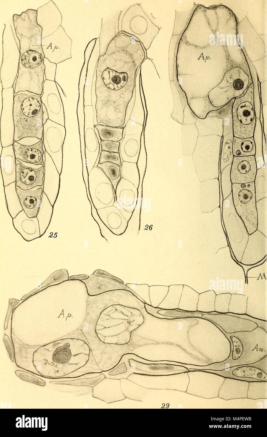 *Botanisk Tidsskrift* (1906) is a Danish botanical journal that ...
