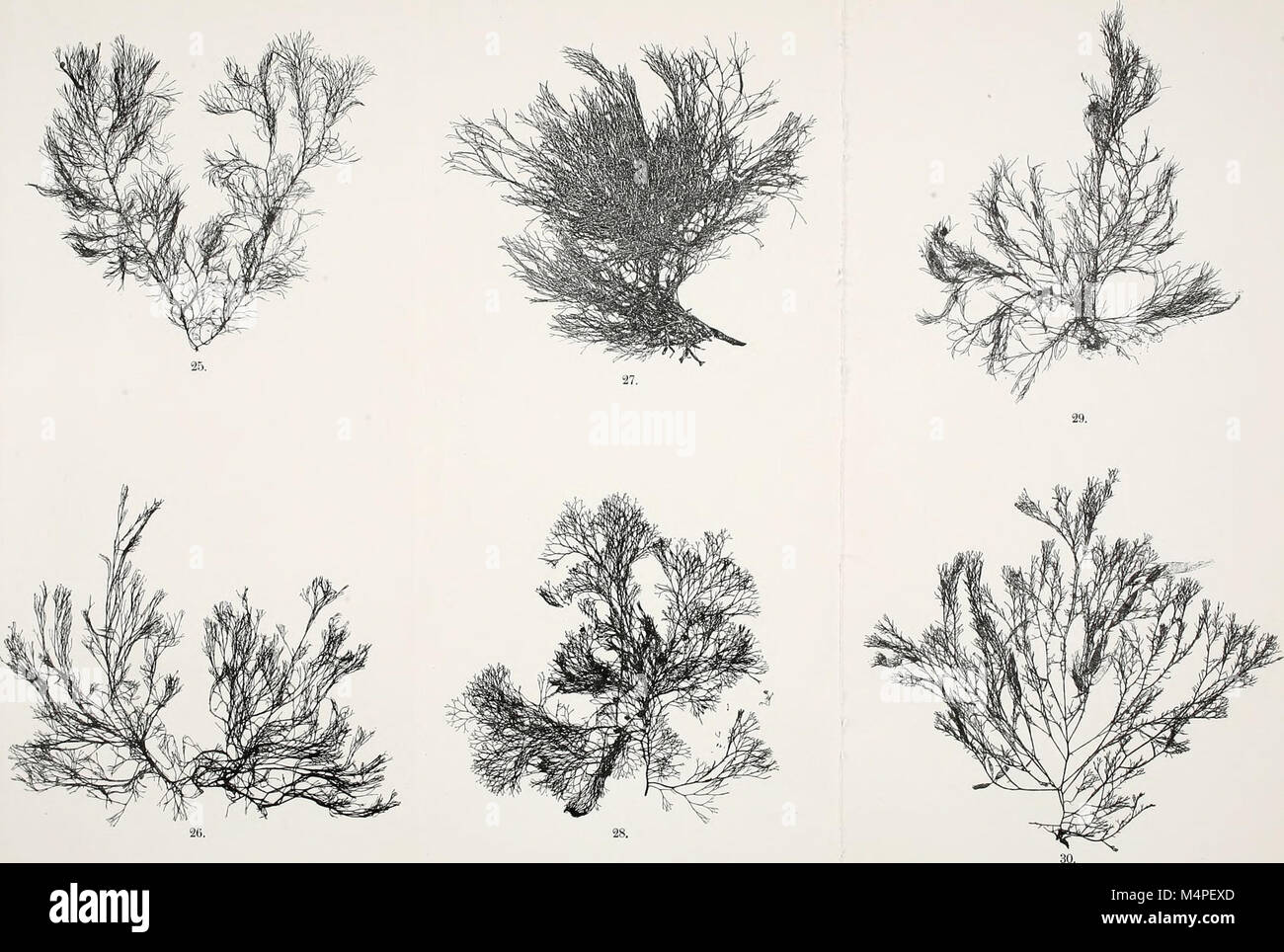 'Botanisk Tidsskrift' (1912) is a Danish botanical journal that focuses ...