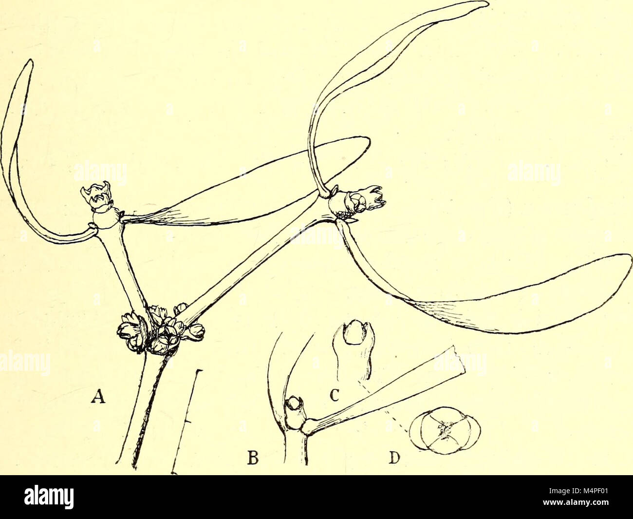 Botanisk Tidsskrift (1916) is a botanical journal from Denmark that ...