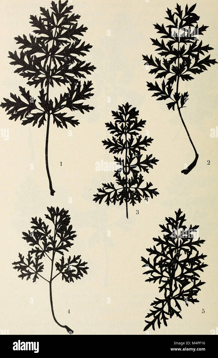 Botanisk Tidsskrift is a Danish botanical journal from 1922, focusing ...