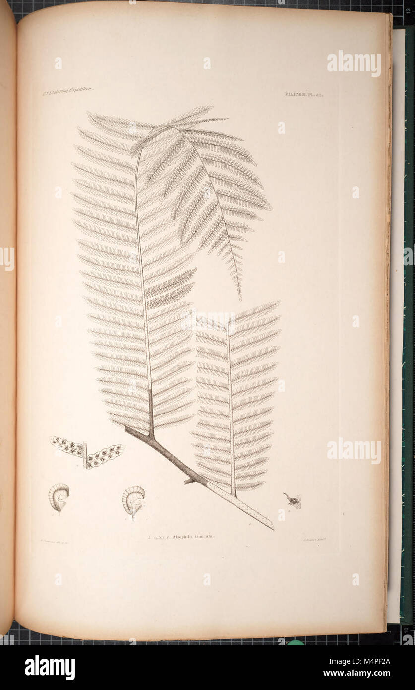 Botany. Cryptogamia. Filices, including Lycopodiaceae and Hydropterides ...