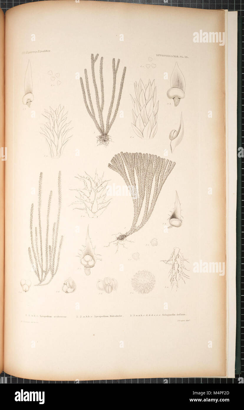 Botany. Cryptogamia. Filices, including Lycopodiaceae and Hydropterides ...