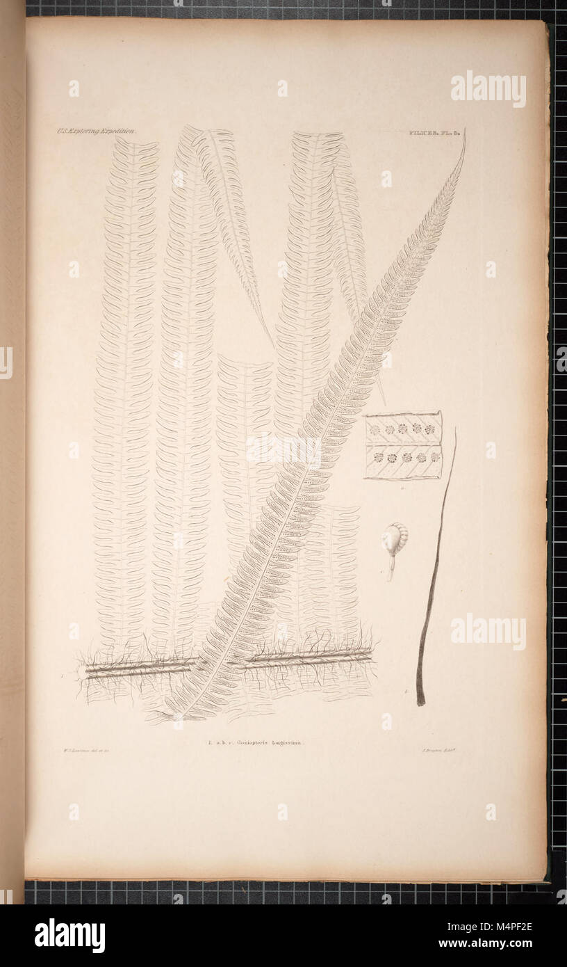 Botany. Cryptogamia. Filices, including Lycopodiaceae and Hydropterides ...
