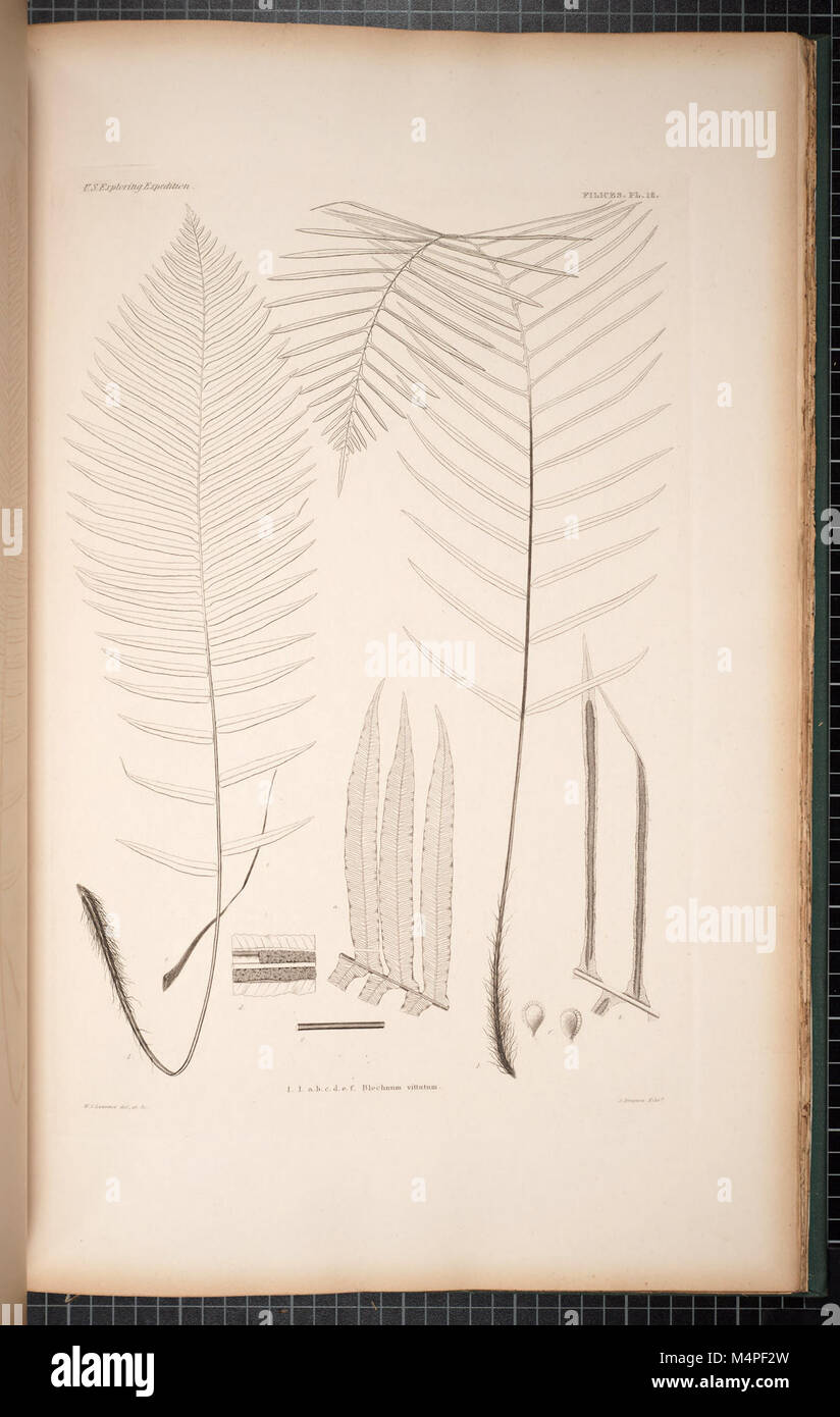 Botany. Cryptogamia. Filices, including Lycopodiaceae and Hydropterides ...