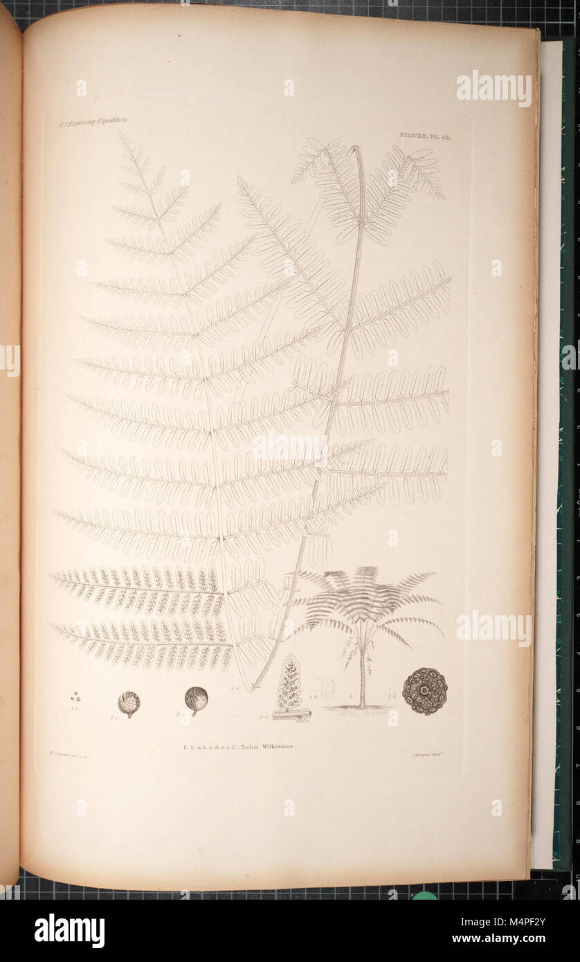 Spore producing plant groups study hi-res stock photography and images ...