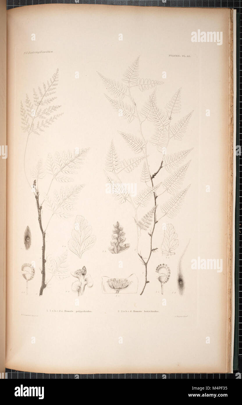 Botany. Cryptogamia. Filices, including Lycopodiaceae and Hydropterides ...