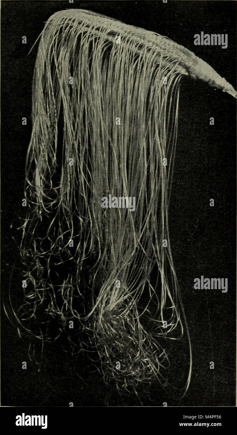 Botany for High Schools, published in 1910, serves as an educational ...