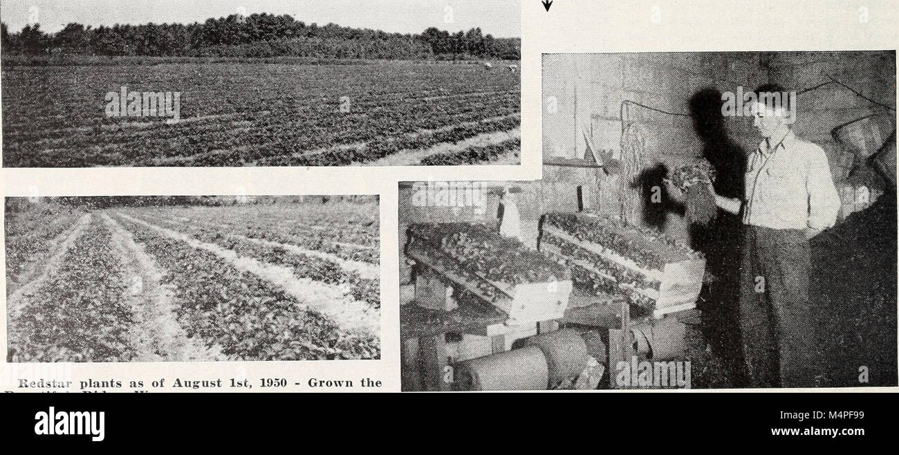 Bountiful Ridge Nurseries - our complete catalog and planting guide for ...