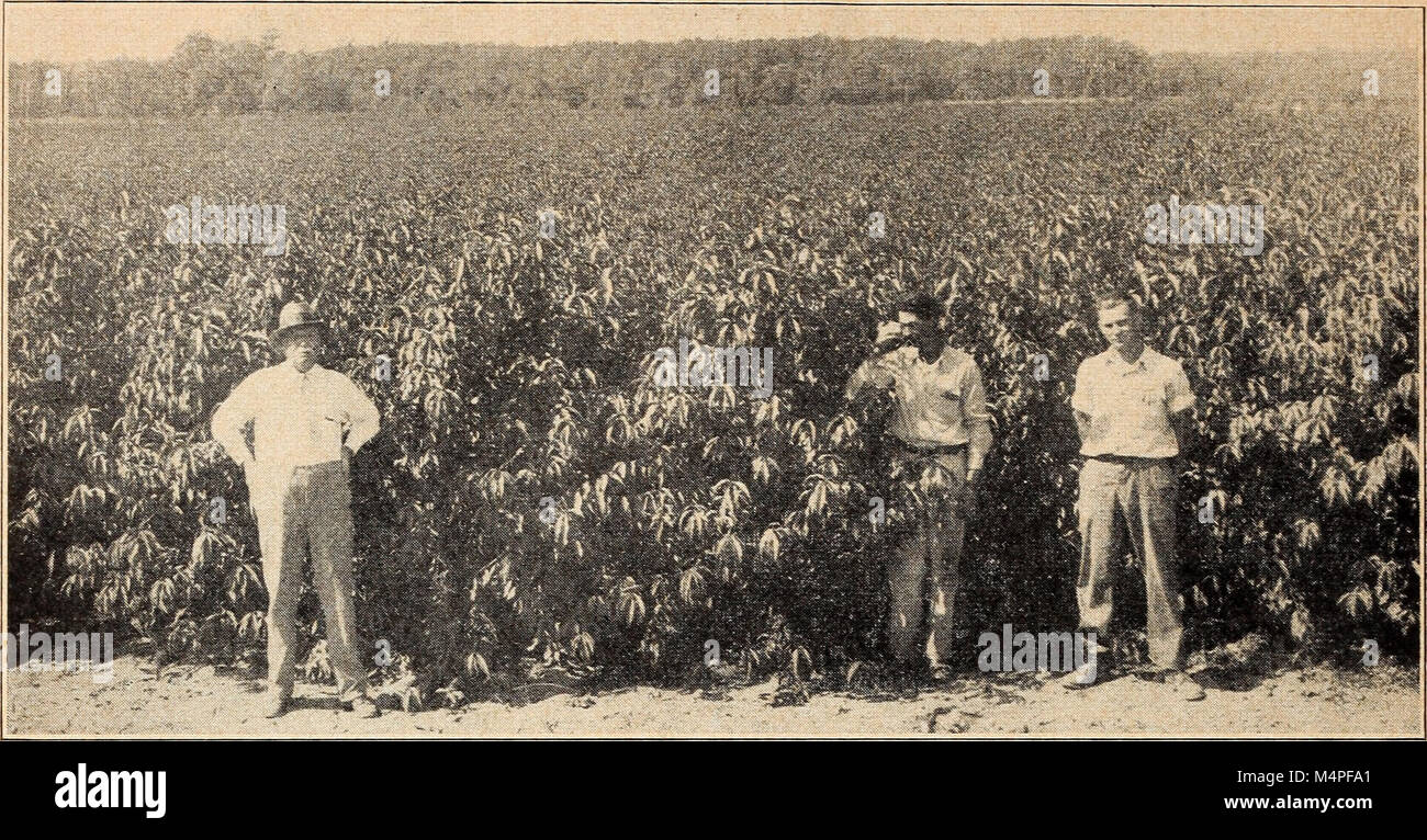 Bountiful Ridge Nurseries - your guide to better fruits and more ...