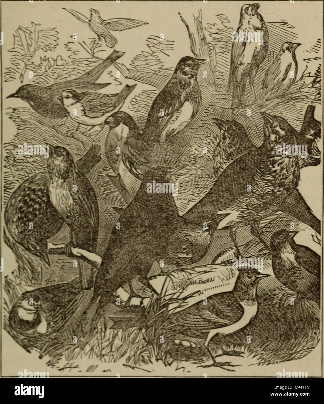This 1874 work tells the story of Miss Truat and her mission to educate ...
