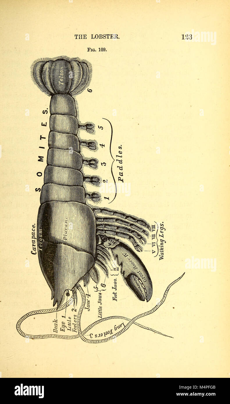 Simple Life Forms High Resolution Stock Photography and Images - Alamy
