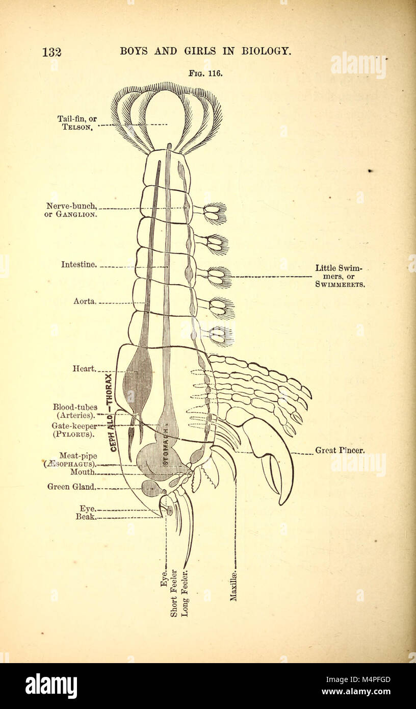 Simple life forms hi-res stock photography and images - Alamy