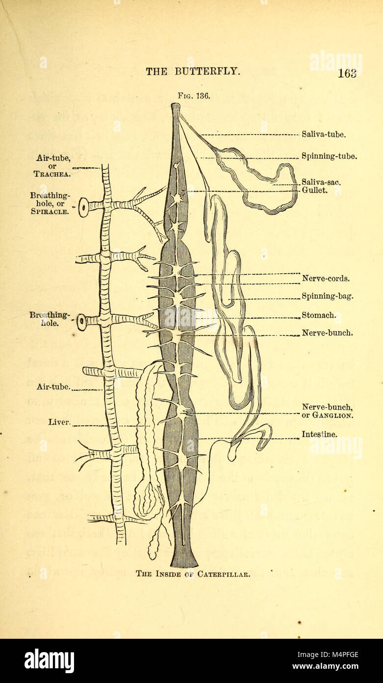 Simple life forms hi-res stock photography and images - Alamy