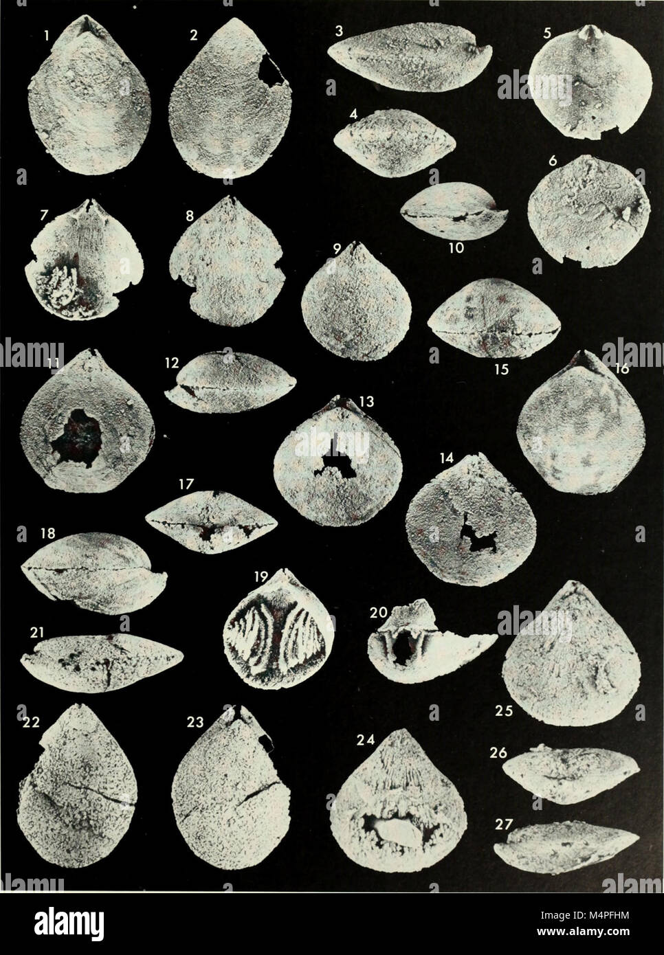 Brachiopoda and biostratigraphy of the Silurian-Devonian Delorme ...