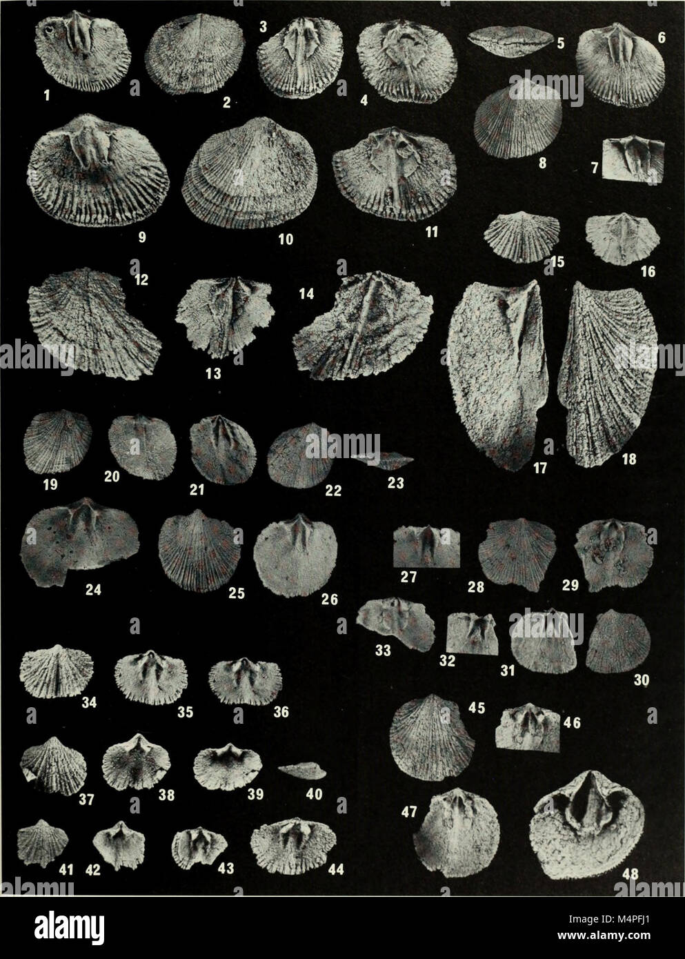 Silurian devonian hi-res stock photography and images - Alamy