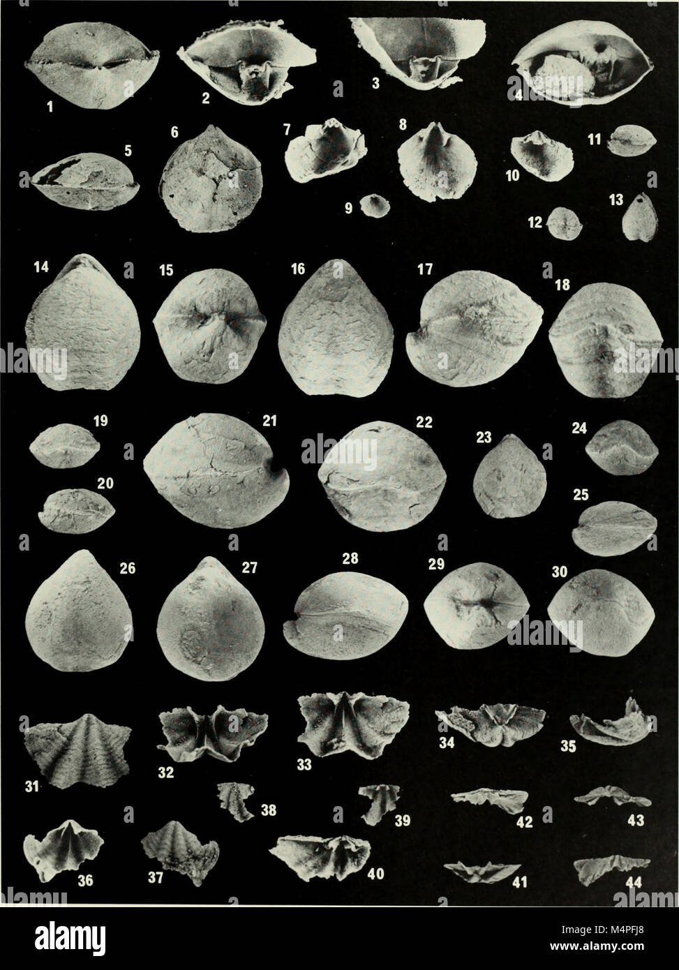 Brachiopoda and biostratigraphy of the Silurian-Devonian Delorme ...