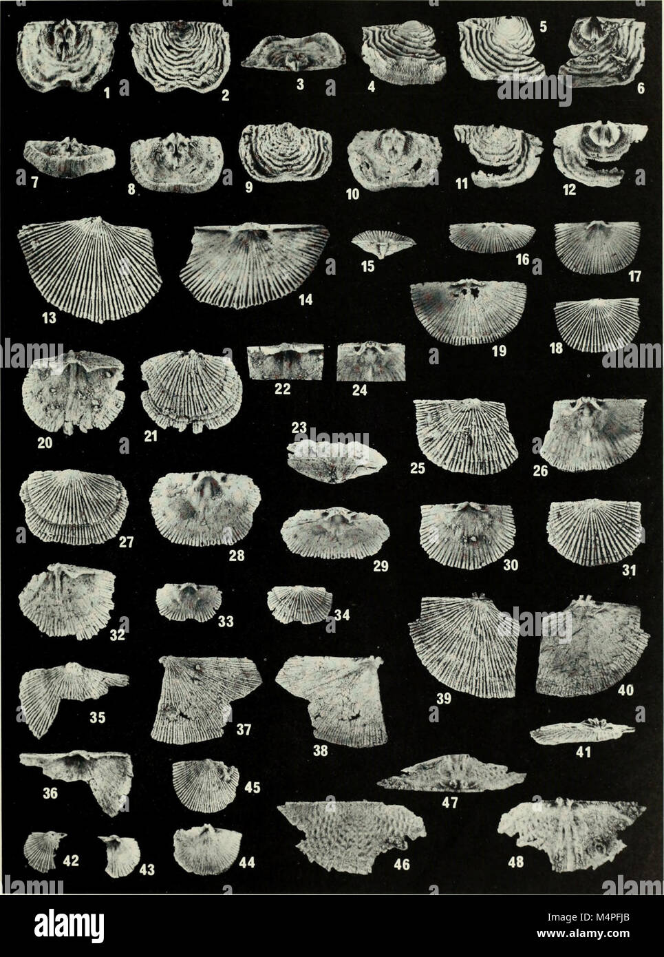 Brachiopoda and biostratigraphy of the Silurian-Devonian Delorme ...