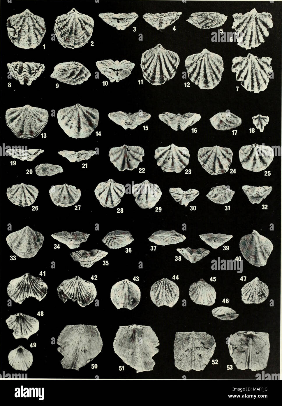 Understanding geological timelines hi-res stock photography and images ...